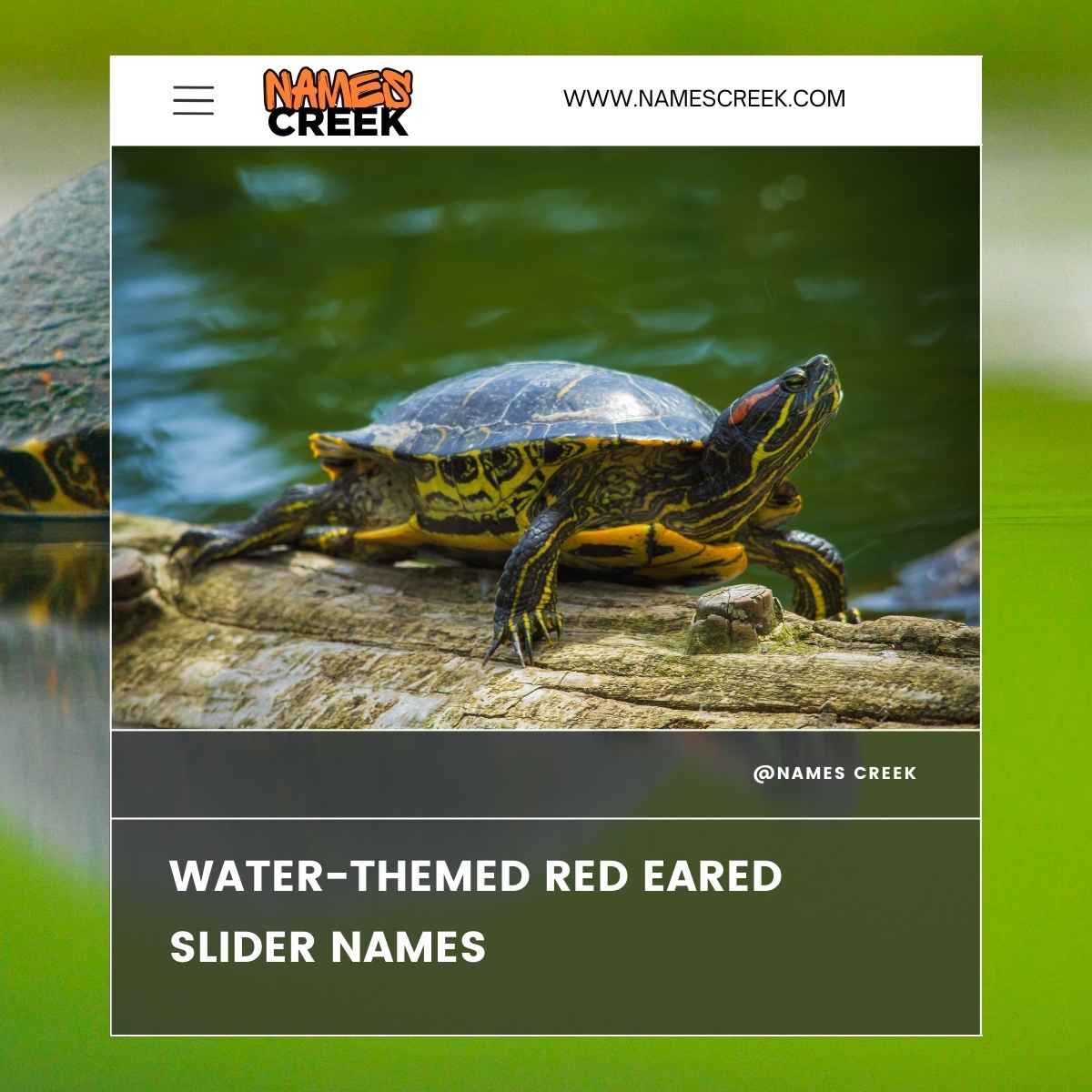 110+ Awesome Red Eared Slider Names