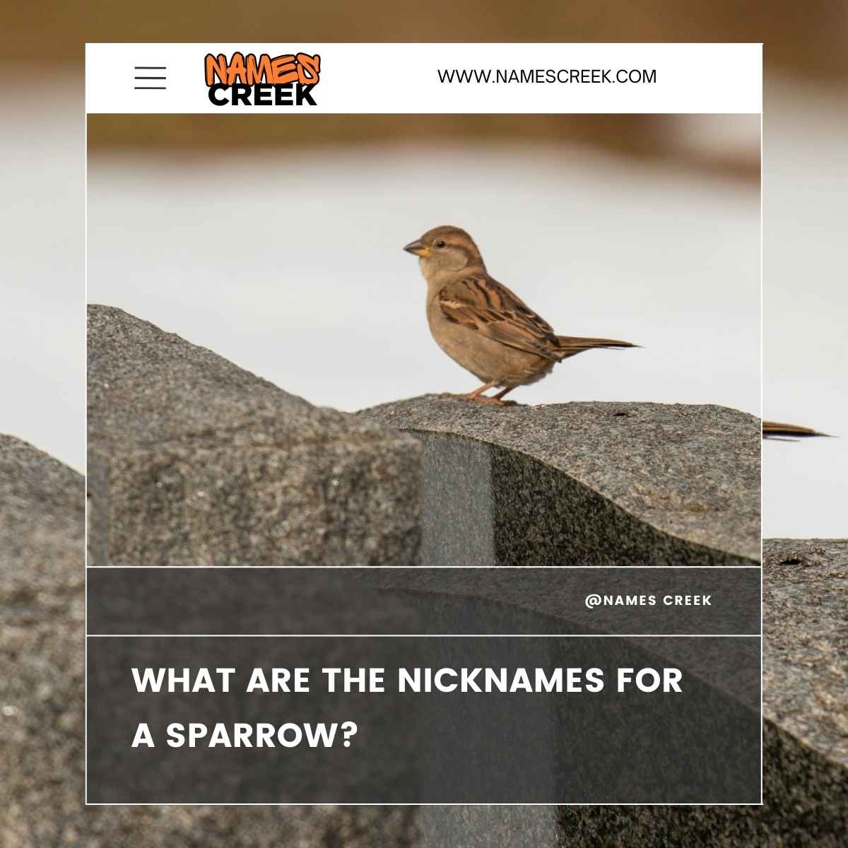 250 Amazing Pet Sparrow Bird Names
