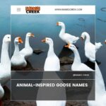 320 Goose Names For Your Pet Friend