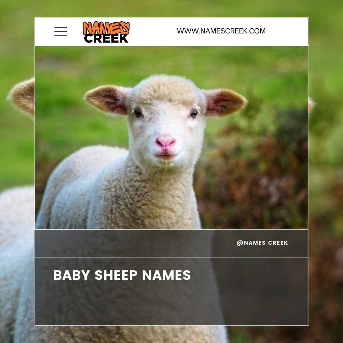 The Ultimate Guide To Mammal Names | Namescreek.com