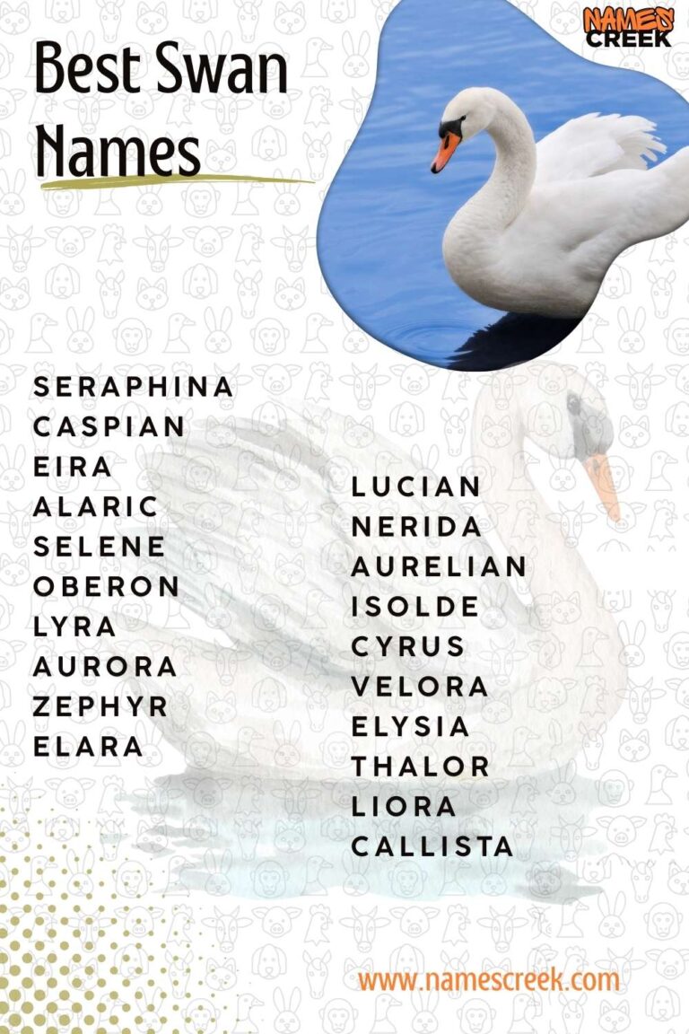 450 Unique Swan Names: Best Names For Your Elegant Companion +Generator