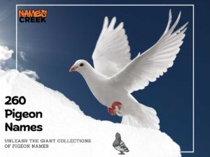 260 Captivating Pigeon Names: From Classic To Quirky