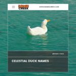 250 Delightful Duck Names: From Classic To Quirky With Generator