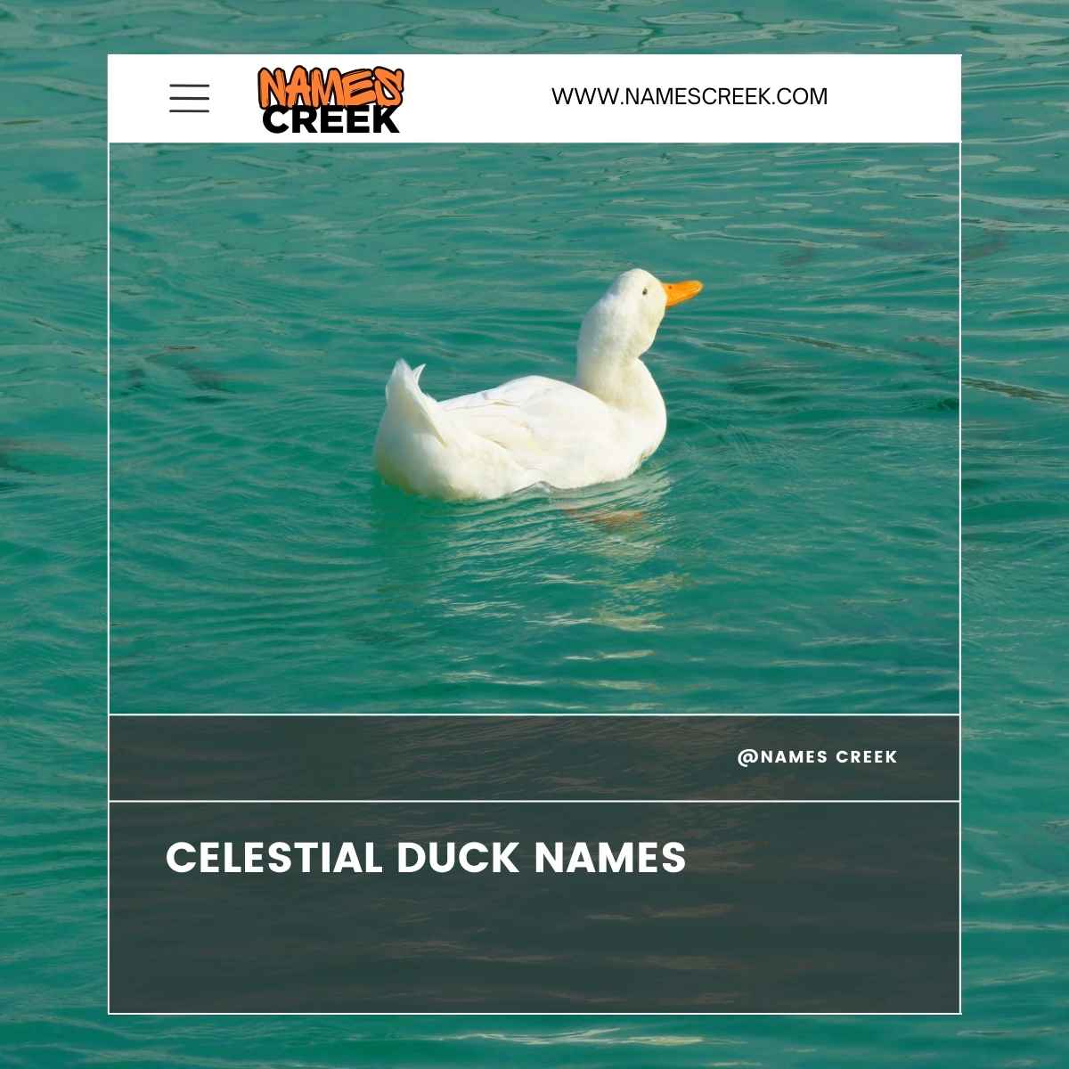 250 Delightful Duck Names: From Classic To Quirky With Generator