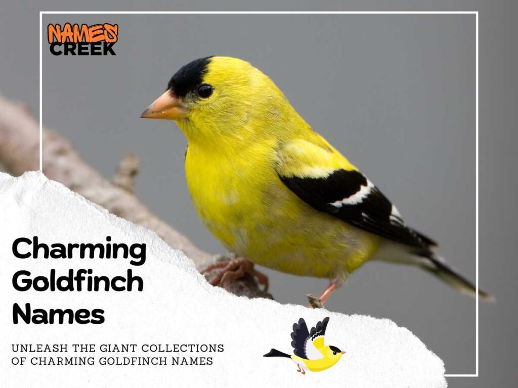 360 Charming Goldfinch Names: From Classic To Creative