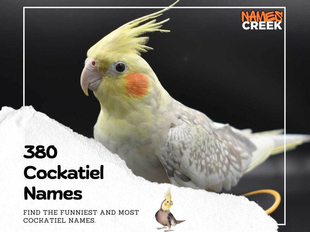 Cockatiel Names With Generator: 380 Charming Choices For Your Feathered ...