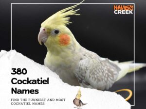 Cockatiel Names With Generator: 380 Charming Choices For Your Feathered ...