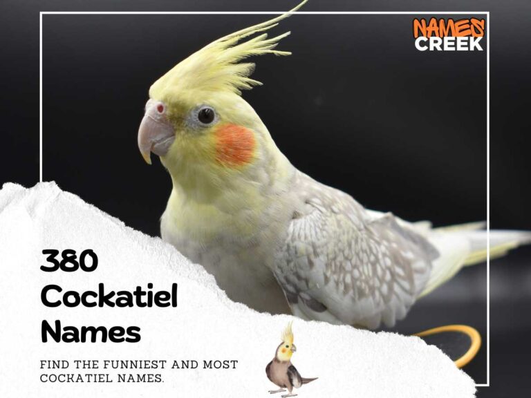 Cockatiel Names With Generator: 380 Charming Choices For Your Feathered ...