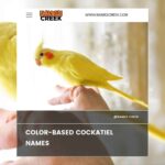Cockatiel Names With Generator: 380 Charming Choices For Your Feathered ...
