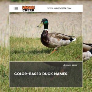 250 Delightful Duck Names: From Classic To Quirky With Generator