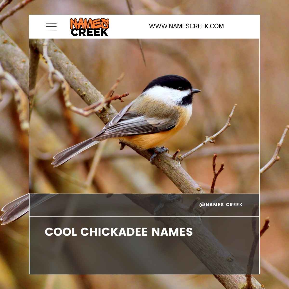 350 Perfect Pet Chickadee Names: Unique, Cute And Creative
