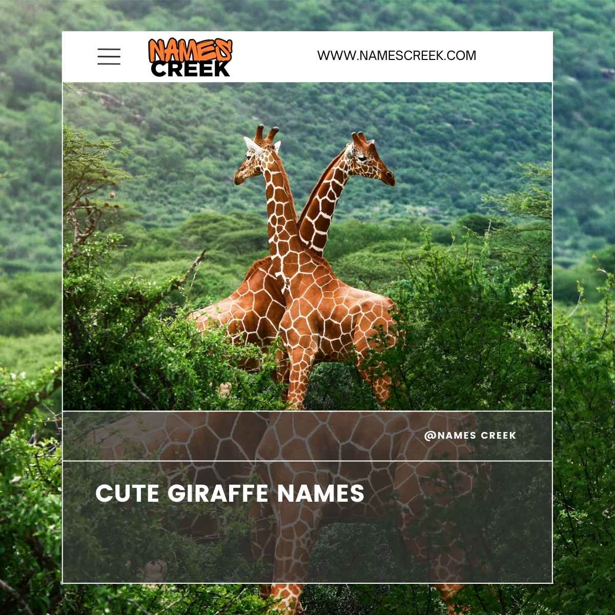 The Ultimate Guide To Mammal Names | Namescreek.com