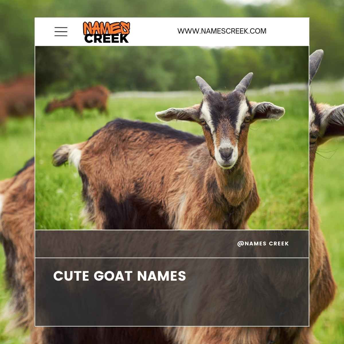 The Ultimate Guide To Mammal Names | Namescreek.com
