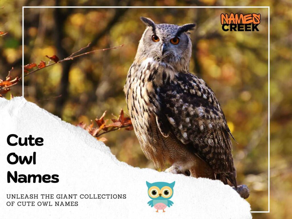 550+ Cute Owl Names: From Mythology To Modern Monikers +Generator