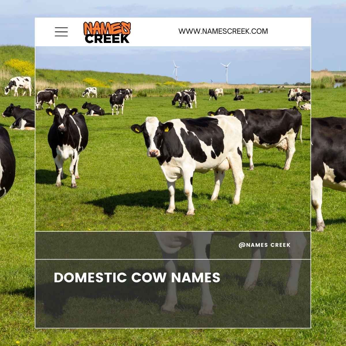 The Ultimate Guide To Mammal Names | Namescreek.com