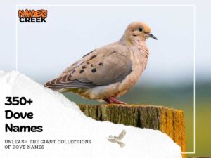 Exploring The World Of 350+ Dove Names