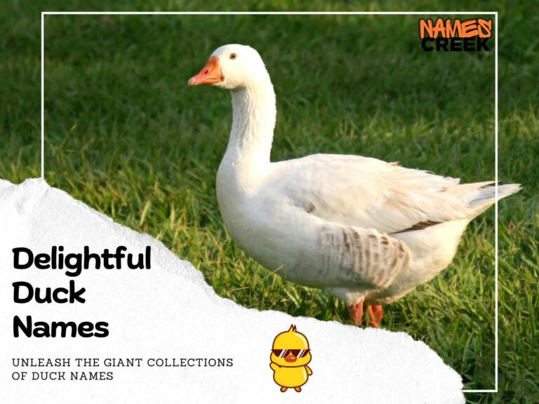 250 Delightful Duck Names: From Classic To Quirky With Generator