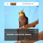 Cockatiel Names With Generator: 380 Charming Choices For Your Feathered ...