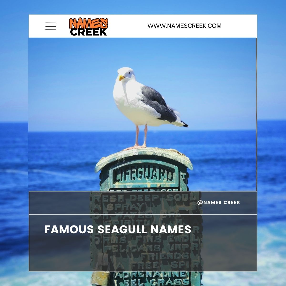 Discovering 360 Seagull Names: A Comprehensive Guide + Ai Generator