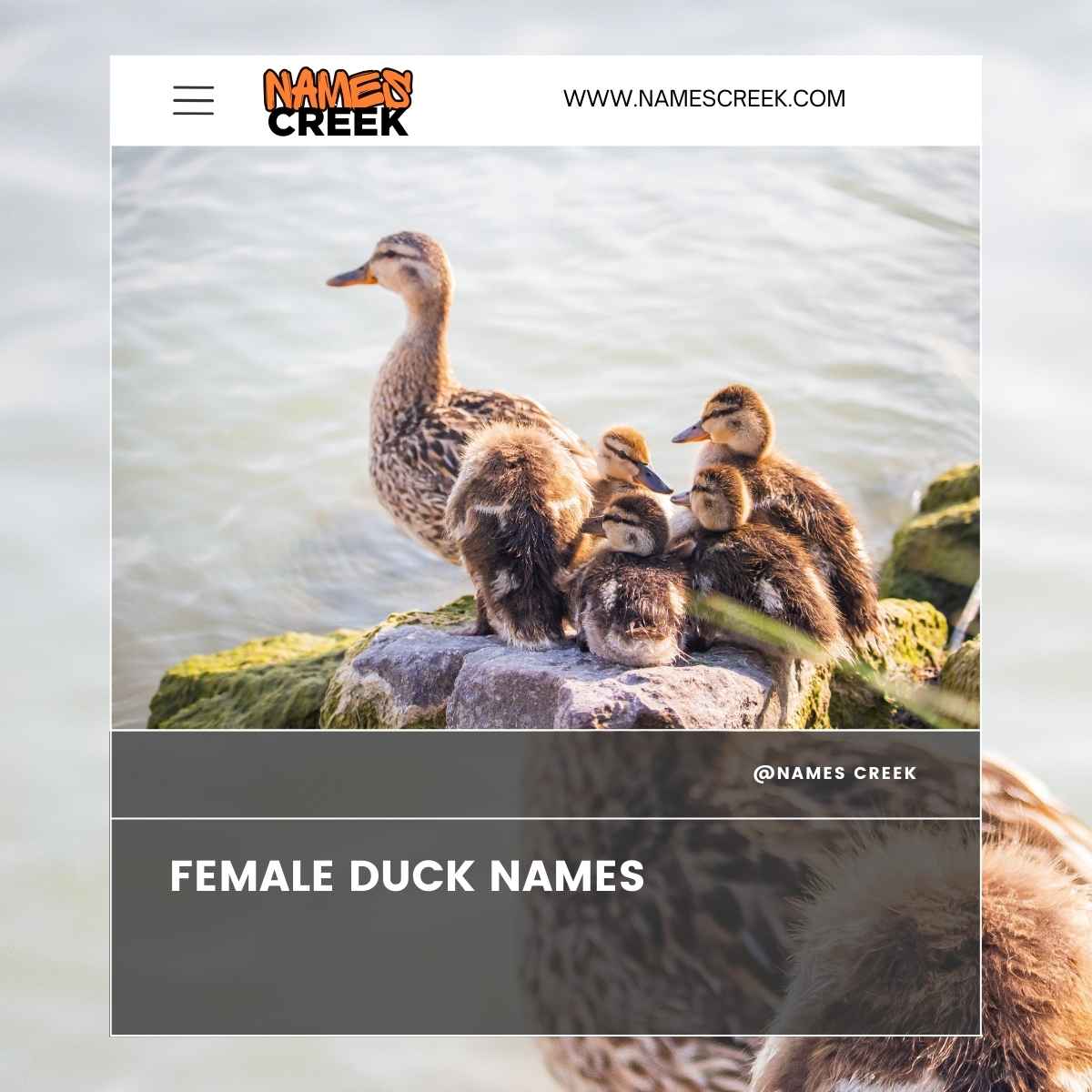 250 Delightful Duck Names: From Classic To Quirky With Generator