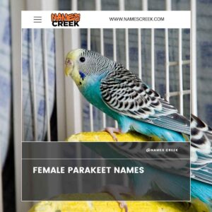 300 Unique Parakeet Names: Find The Perfect Name For Your Feathered Friend