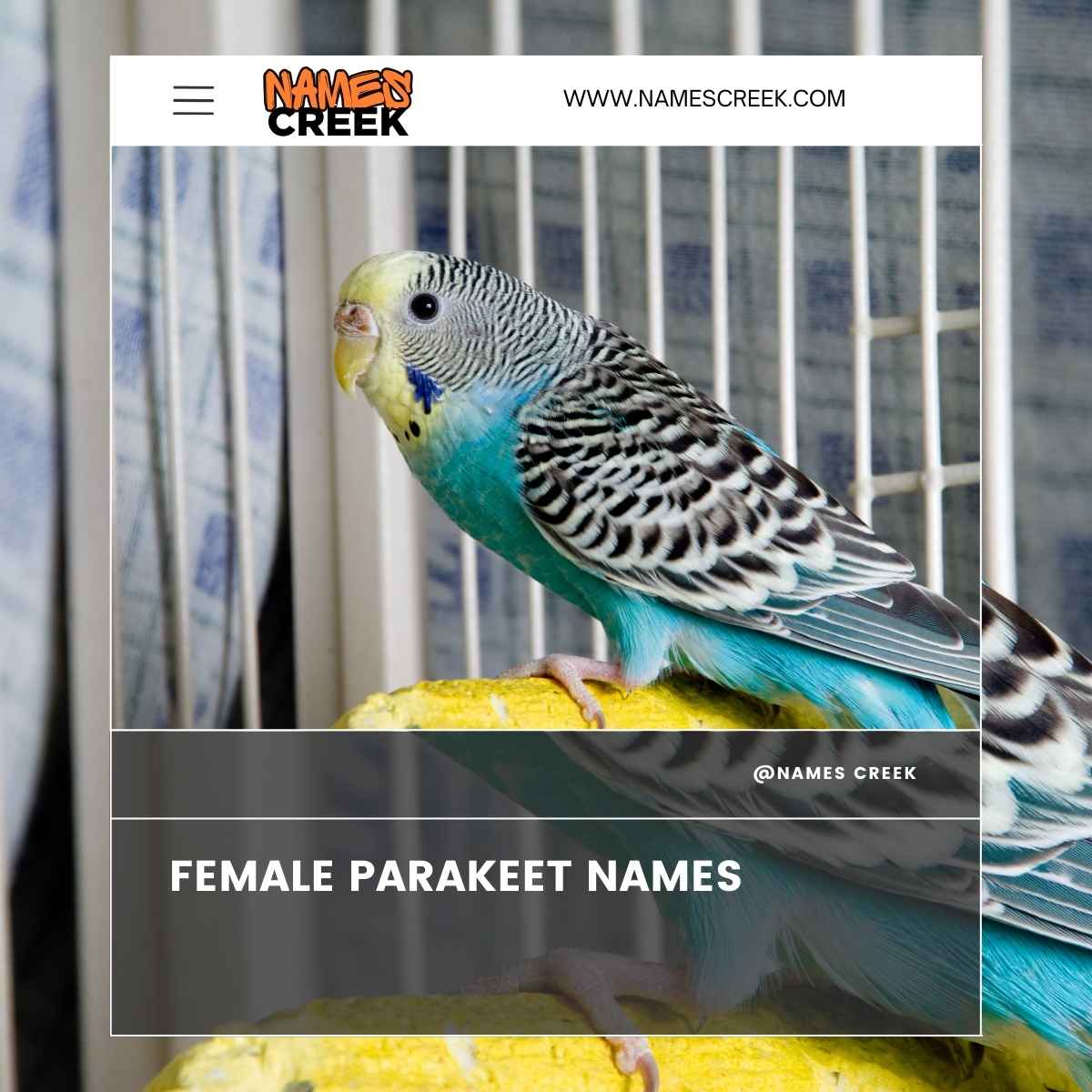 300 Unique Parakeet Names: Find The Perfect Name For Your Feathered Friend