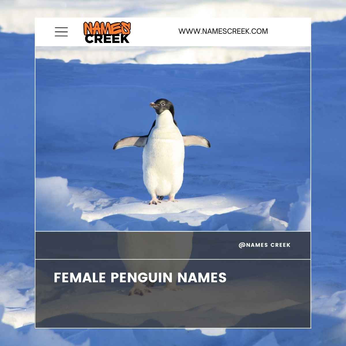 Waddle Into A World Of Penguin Names: 200+ Ideas