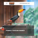 Colorful Companions: 480 Captivating Toucan Names