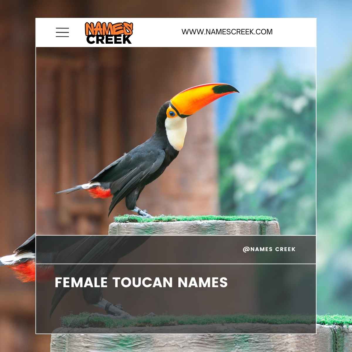 Colorful Companions: 480 Captivating Toucan Names
