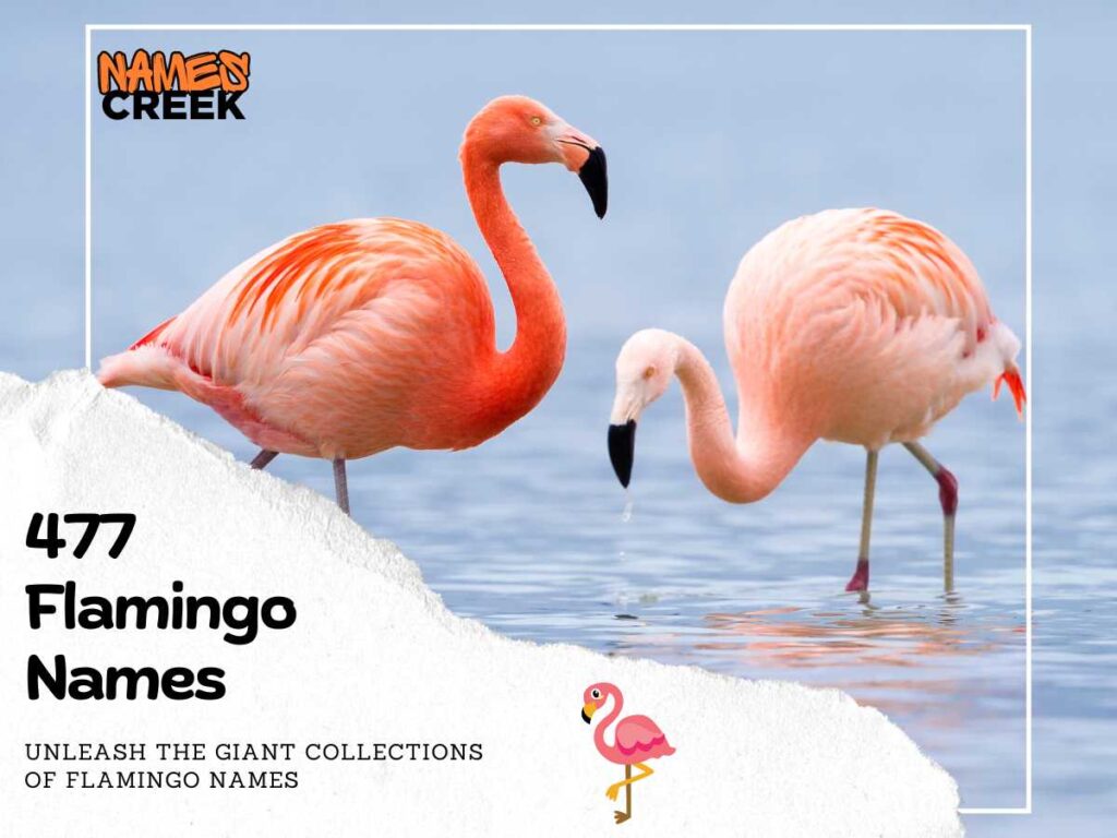 477 Flamingo Names: A Colorful Collection