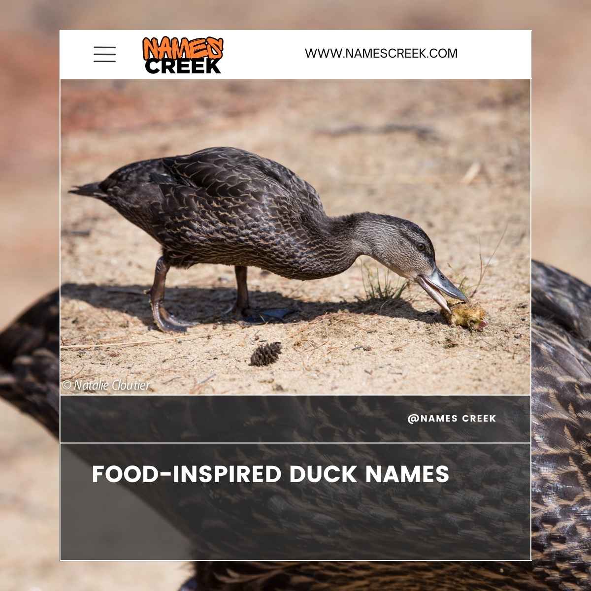 250 Delightful Duck Names: From Classic To Quirky With Generator