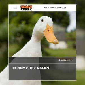 250 Delightful Duck Names: From Classic To Quirky With Generator