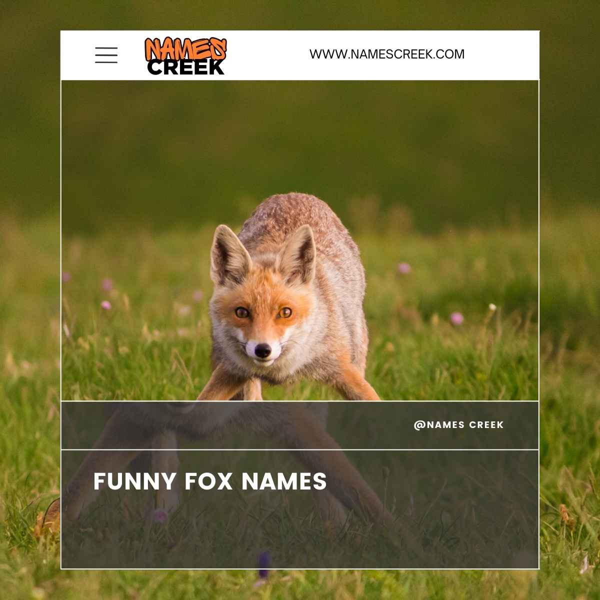 The Ultimate Guide To Mammal Names | Namescreek.com