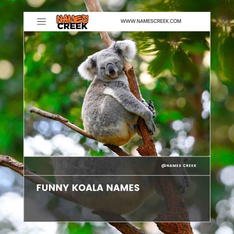 520 Best Koala Names: Creative Ideas For Naming Your Pet + Ai Generator