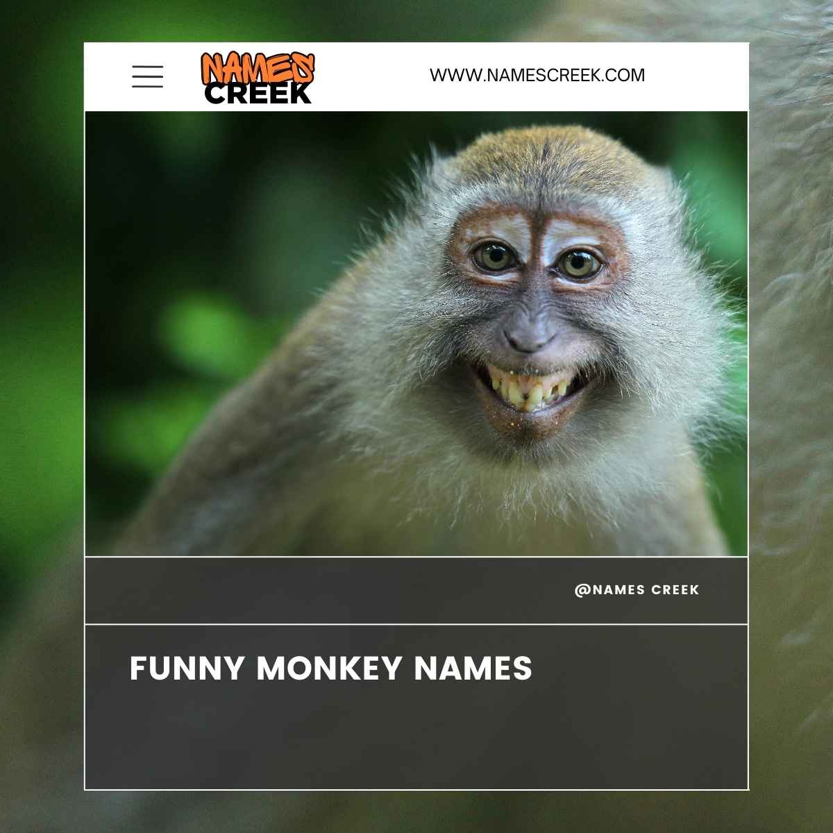 The Ultimate Guide To Mammal Names | Namescreek.com