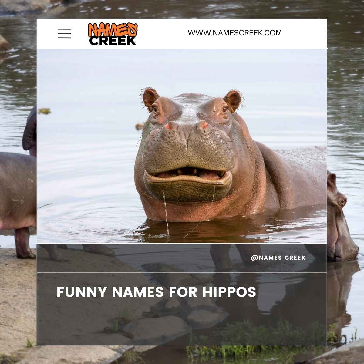 The Ultimate Guide To Mammal Names | Namescreek.com