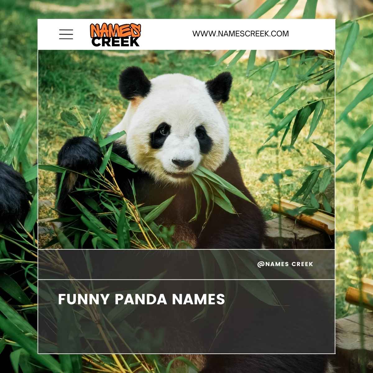 The Ultimate Guide To Mammal Names | Namescreek.com