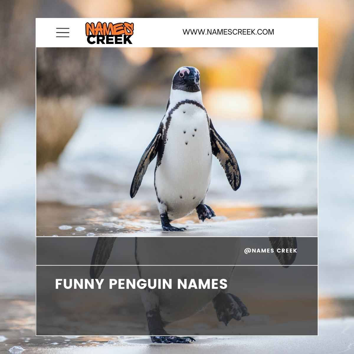 Waddle Into A World Of Penguin Names: 200+ Ideas
