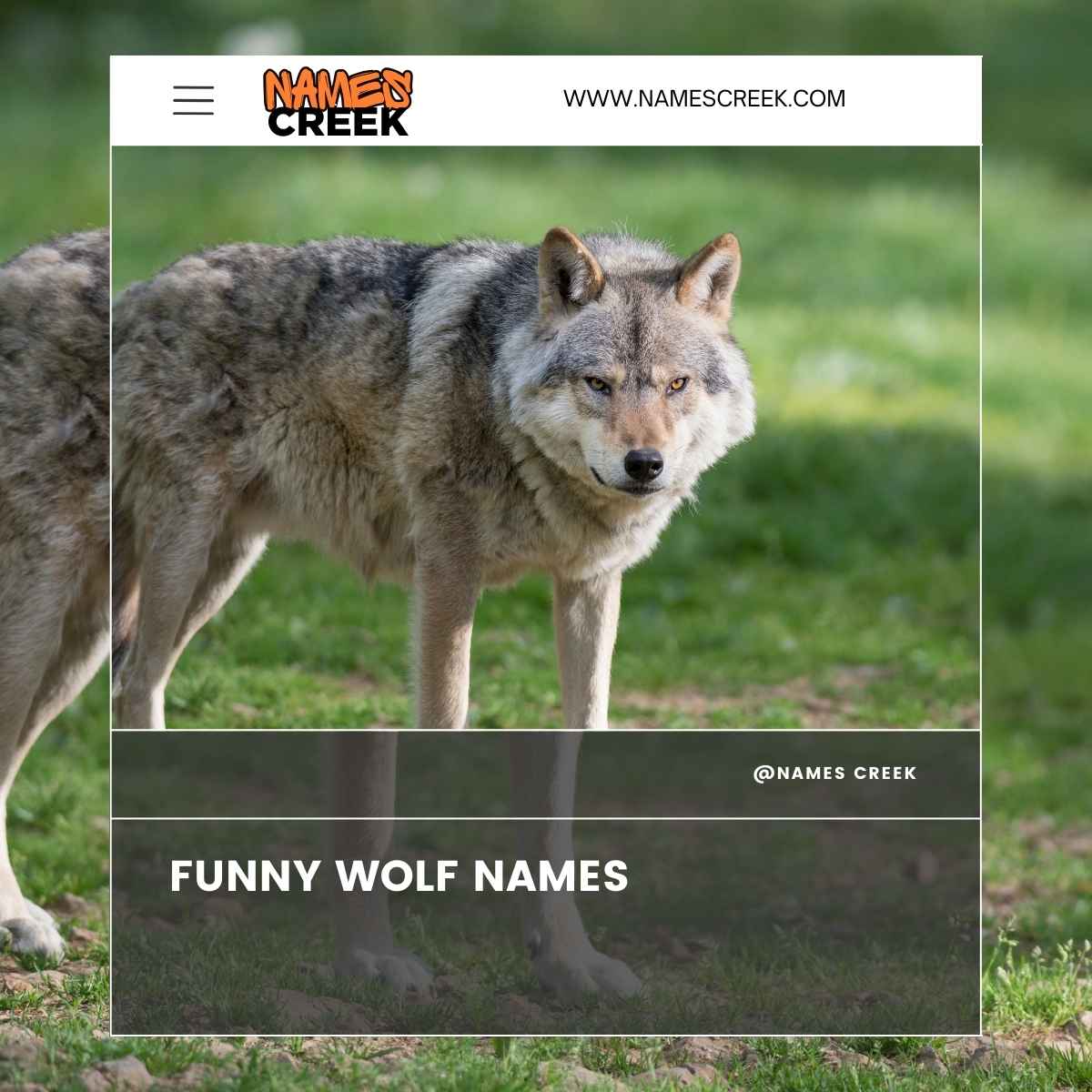 The Ultimate Guide To Mammal Names | Namescreek.com