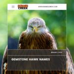 277 Captivating Hawk Names: From Mythical To Modern