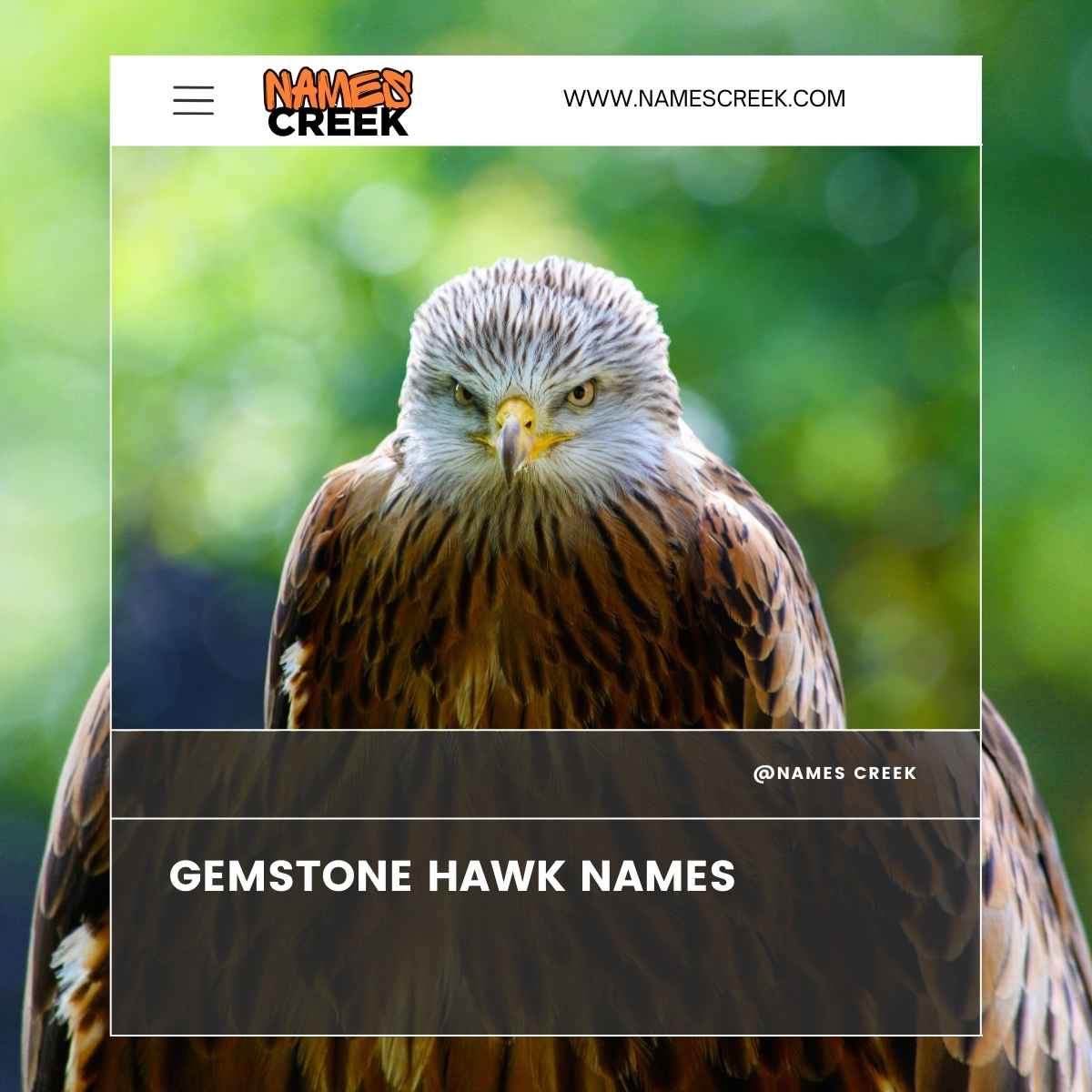 277 Captivating Hawk Names: From Mythical To Modern