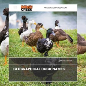 250 Delightful Duck Names: From Classic To Quirky With Generator