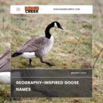 320 Goose Names For Your Pet Friend