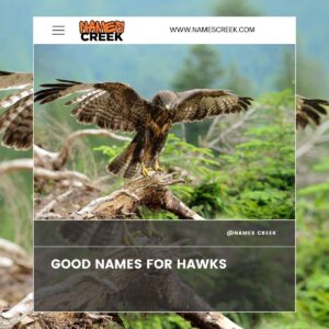 277 Captivating Hawk Names: From Mythical To Modern