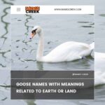 320 Goose Names For Your Pet Friend