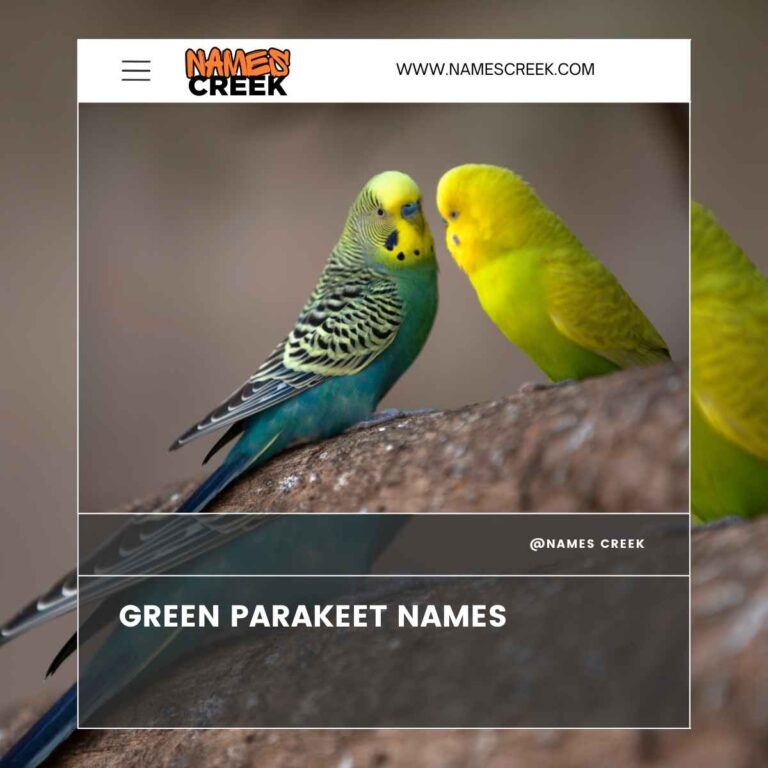 300 Unique Parakeet Names: Find The Perfect Name For Your Feathered Friend