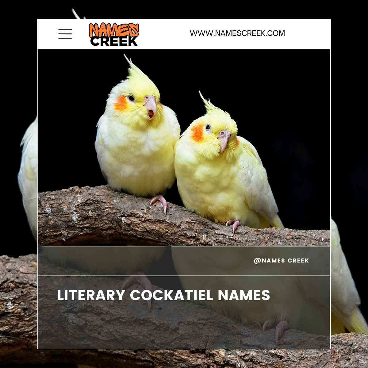 Cockatiel Names With Generator: 380 Charming Choices For Your Feathered ...