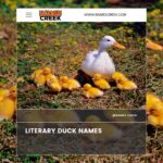250 Delightful Duck Names: From Classic To Quirky With Generator
