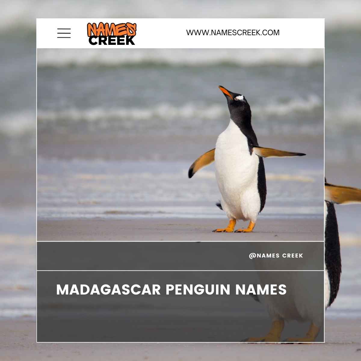 Waddle Into A World Of Penguin Names: 200+ Ideas