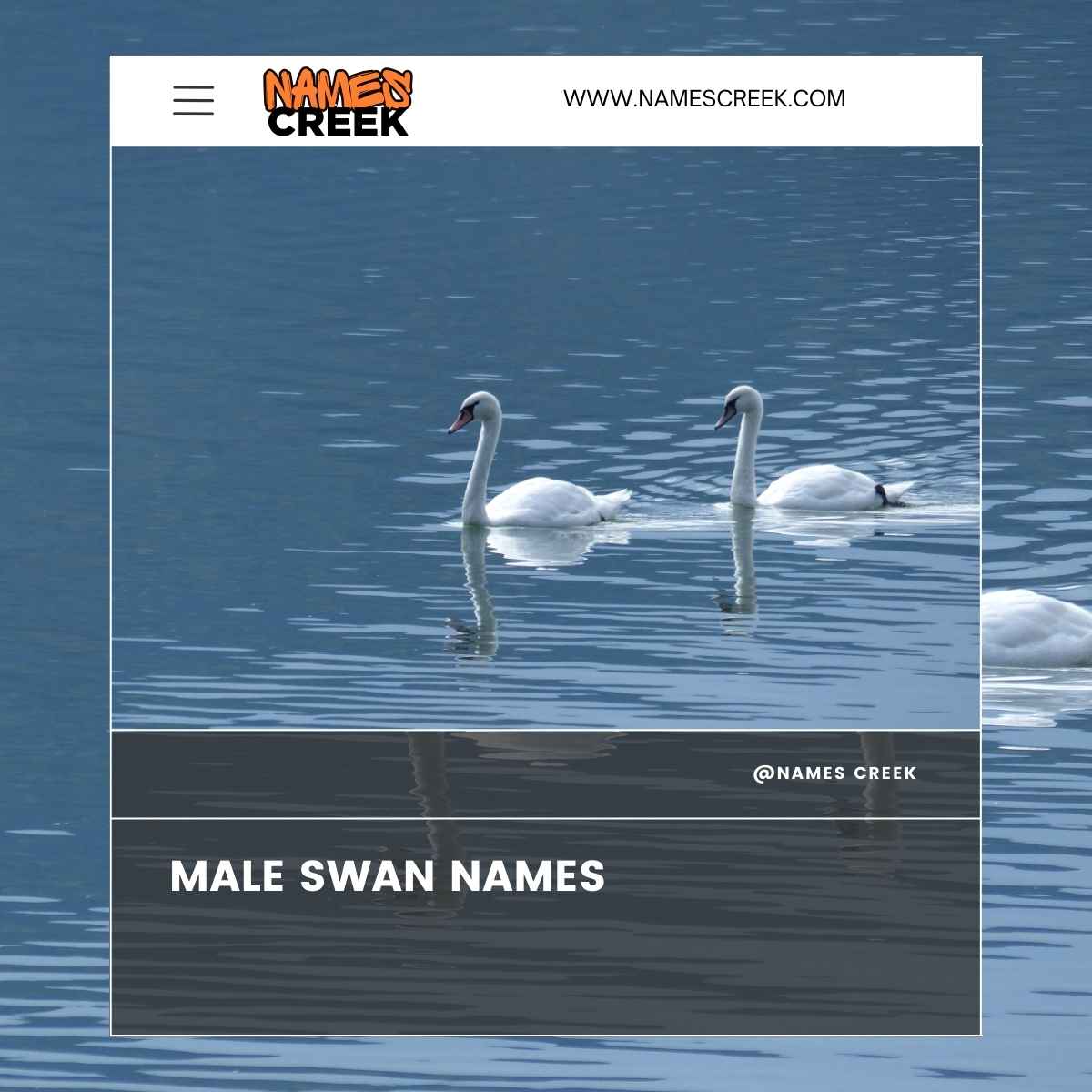 450 Unique Swan Names: Best Names For Your Elegant Companion +Generator